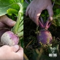 Big Tine Advantage Turnips Food Plot Seed for Deer Hunting Attractant 3 ...