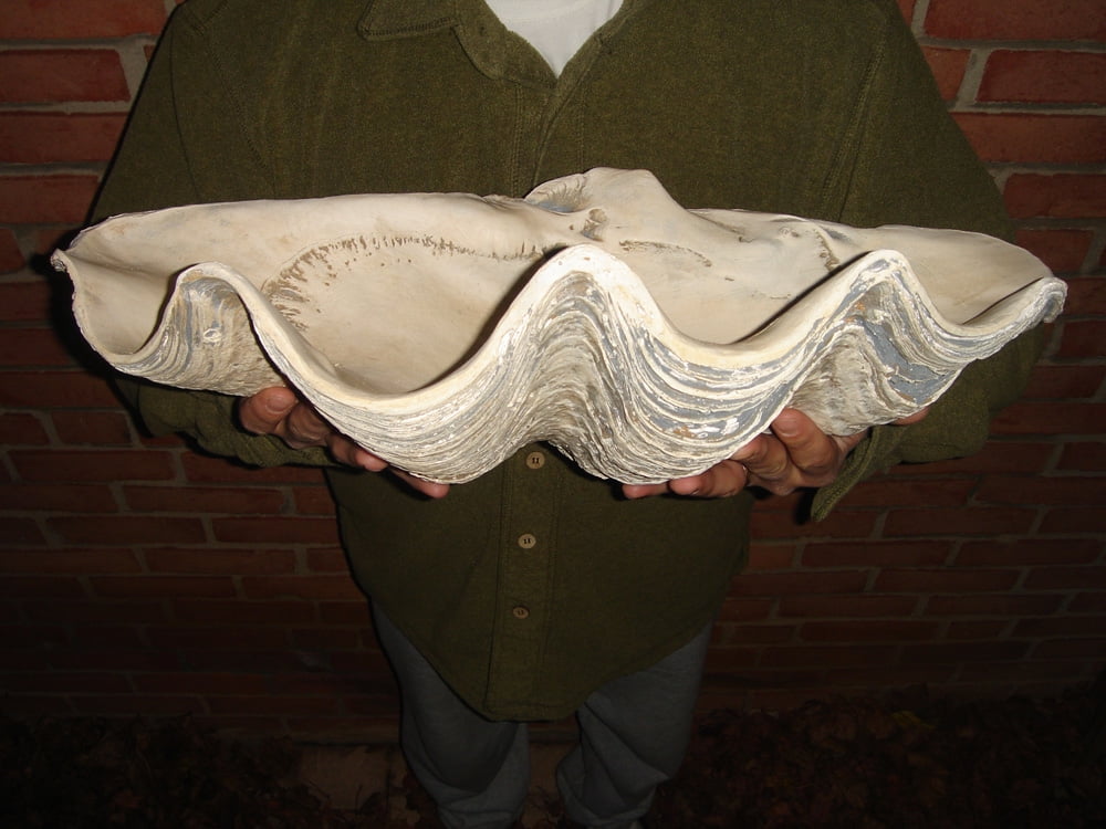 Giant 22" Clam Shell Tridacna Gigas Clamshell White and Gray Seashell ...