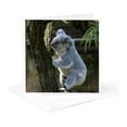 3drose, Funny Koala Bear in the Free Nature Zoo Wildlife, 12 Greeting ...