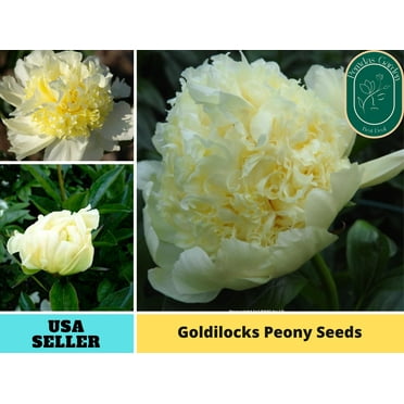 10+ Seeds| White Cap Peony Seeds - Authentic Seeds - Perennial Seeds ...