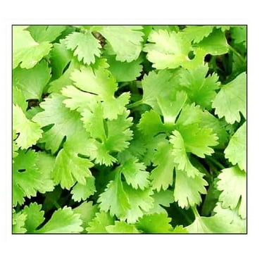 Slow Bolt Cilantro Herb Seeds: 1 Lb - Non-GMO Micro Greens & Herbal ...