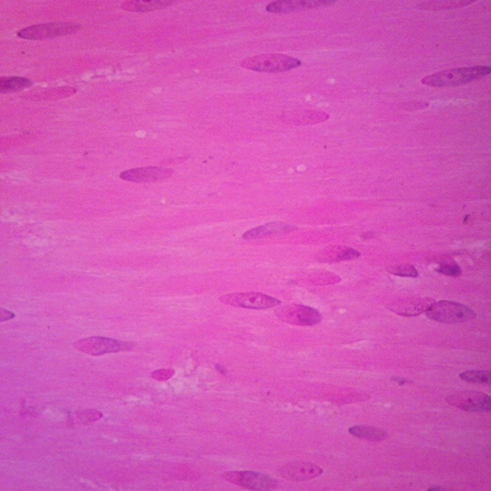 Smooth Muscle 400x