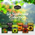 6 Sunflowers with Black Russian, Chocolate Cherry, Sungold, Lemon ...
