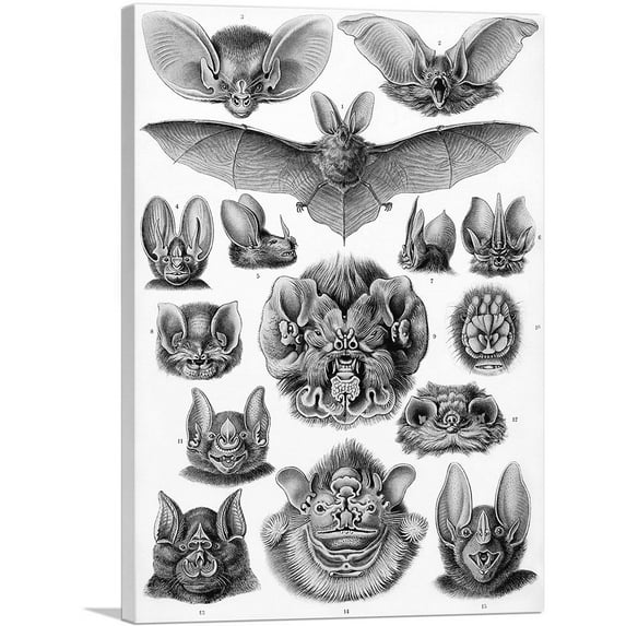 ARTCANVAS Chiroptera Bat 1904 Canvas Art Print by Ernst Haeckel - Size ...
