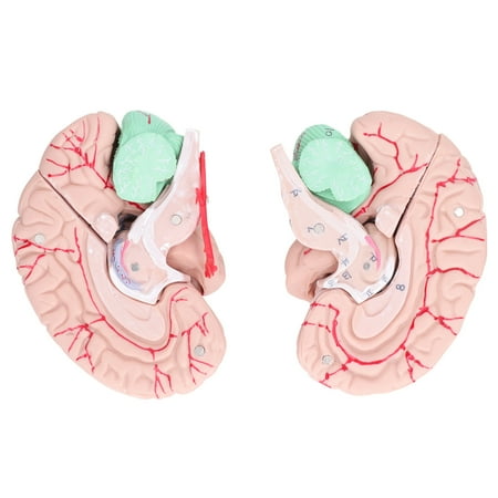 Loewten Human Brain Model Anatomy For Kids Neuroscience Study Skull ...