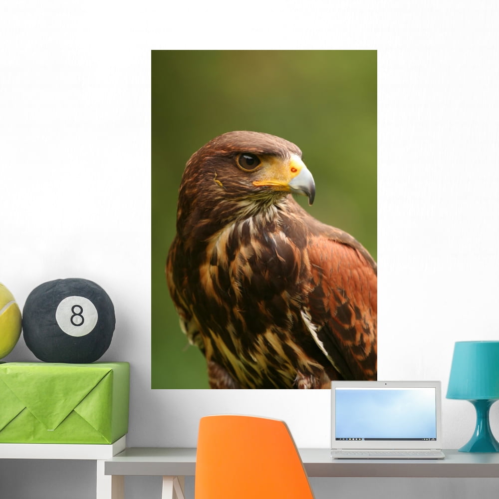 Harris Hawk Parabuteo Unicinctus Wall Mural by Wallmonkeys Peel and ...