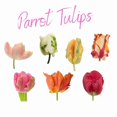 20 Tulip Bulbs for Fall Planting, Large Top Size Tulip Bulbs By ...