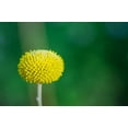 50 ROSILLA Helenium Puberulum Autumn Lollipop Sneezeweed Dogtooth Daisy ...