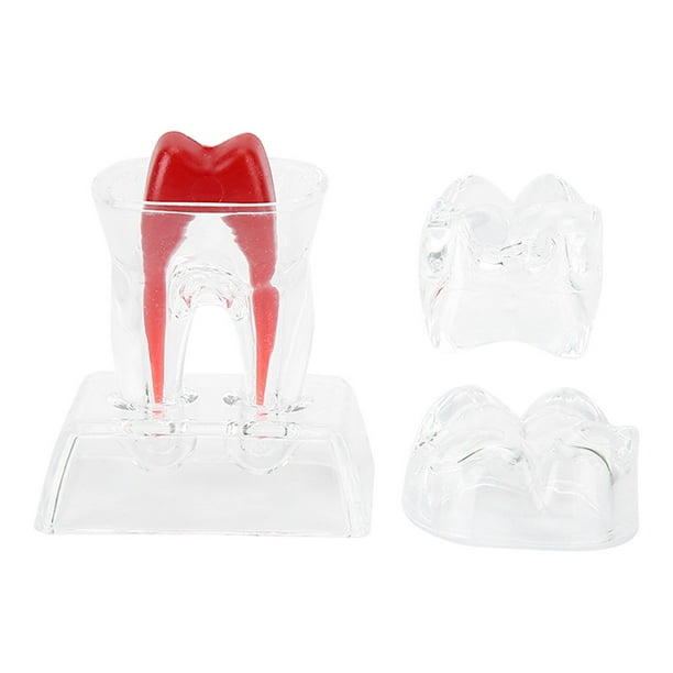 Plastic Teeth,Dental Teeth Model Separable Dental Model Plastic Teeth ...