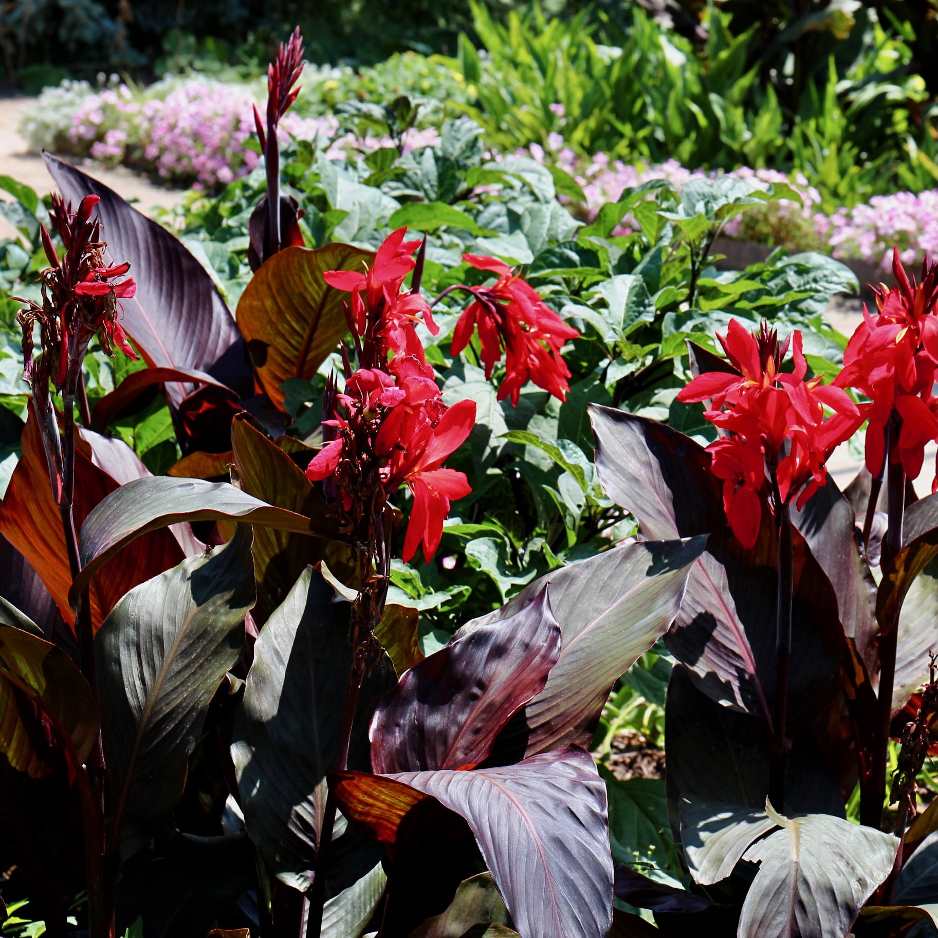 Tropicanna Black Canna Lily - Canna - Live Plant - Walmart.com