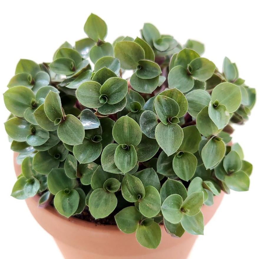 Callisia Repens Sedum (4"+ Clay Pot) - Easy to Care Indoor Plant for ...