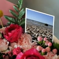 3drose, Argentina, Las Grutas. Seashells on Rocky Beach - Sa01 Mme0185 ...