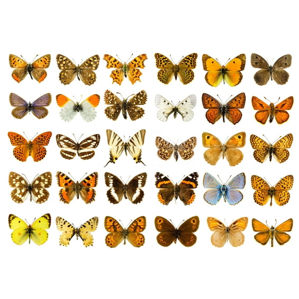 Butterfly Scientific Illustration