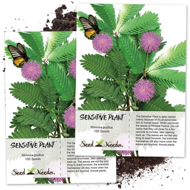 Giant Sunflower Kit - Hundreds of Jumbo Sun Flower Seeds for Planting ...