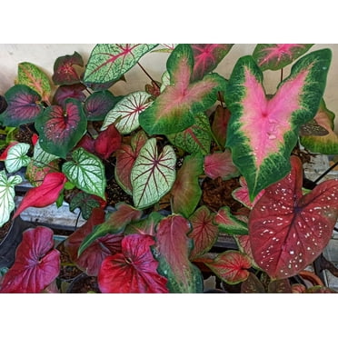 Caladium White Christmas or "Candidum" or Allure" (3 Bulbs ...
