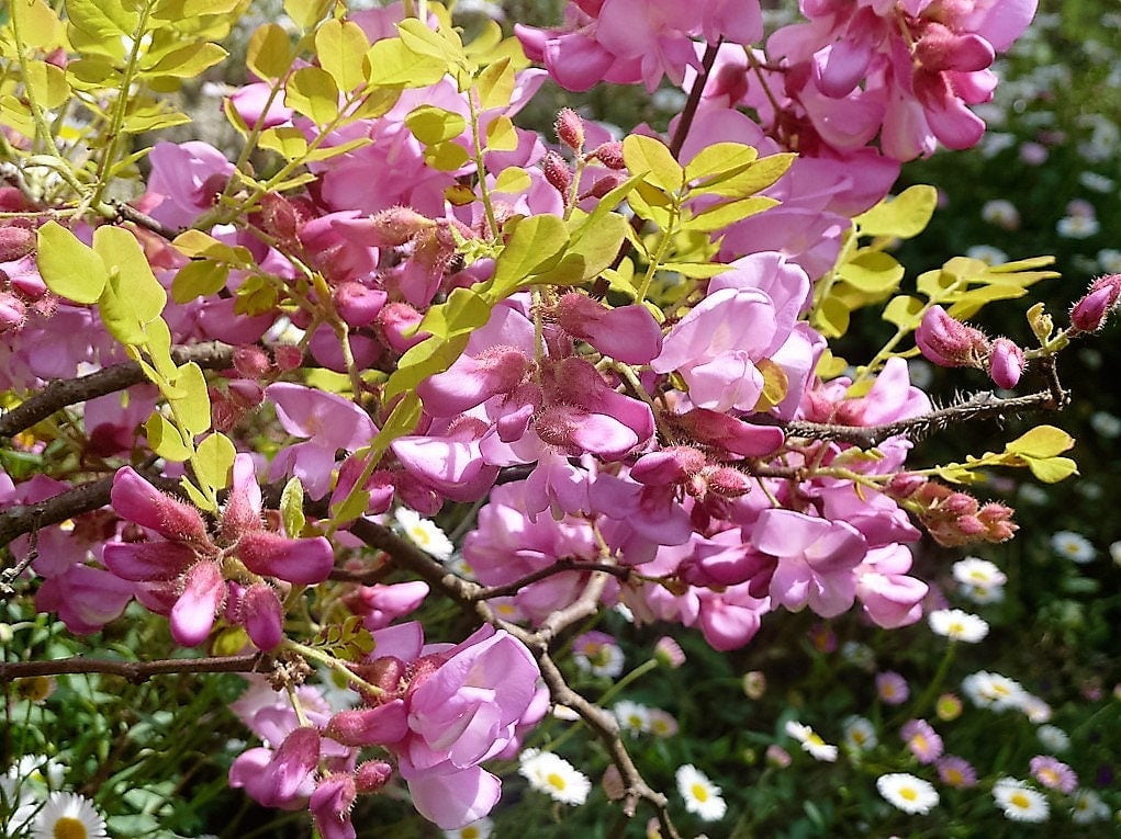 15 ROSE LOCUST / Pink ACACIA Flower Robinia Hispida Fertilis Tree Shrub ...