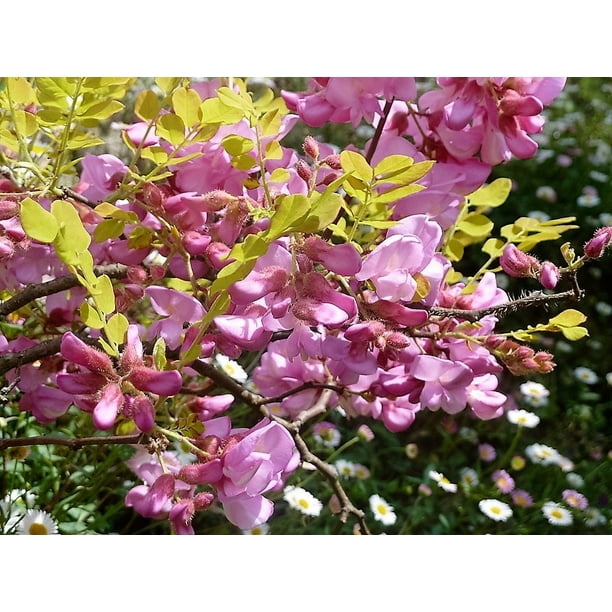 15 ROSE LOCUST / Pink ACACIA Flower Robinia Hispida Fertilis Tree Shrub ...
