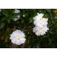 Polar Ice~~Camellia Japonica-Live Starter Plant -Highly Variable Blooms ...