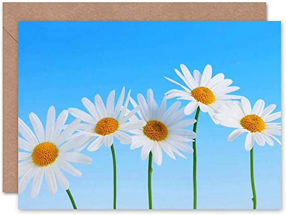 Daisy Flower Nature Greetings Card Plus Envelope Blank inside - Walmart.com