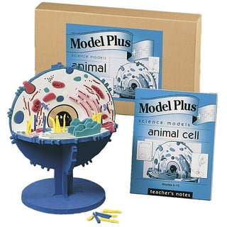 3d Animal Cell Model Project Styrofoam