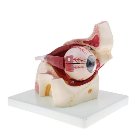 Human Eye Ball Socket Corneal Iris Anatomical Model Magnification 3x ...