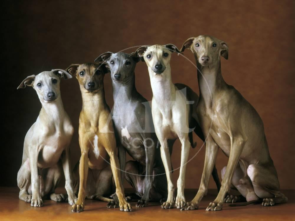 Small Italian Greyhounds Five Sitting Down Together, Animals Unframed ...