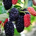 Mulberry Plant Live For Planting 5 To 8 Inch Tall, Sweet Mulberry Fruit ...
