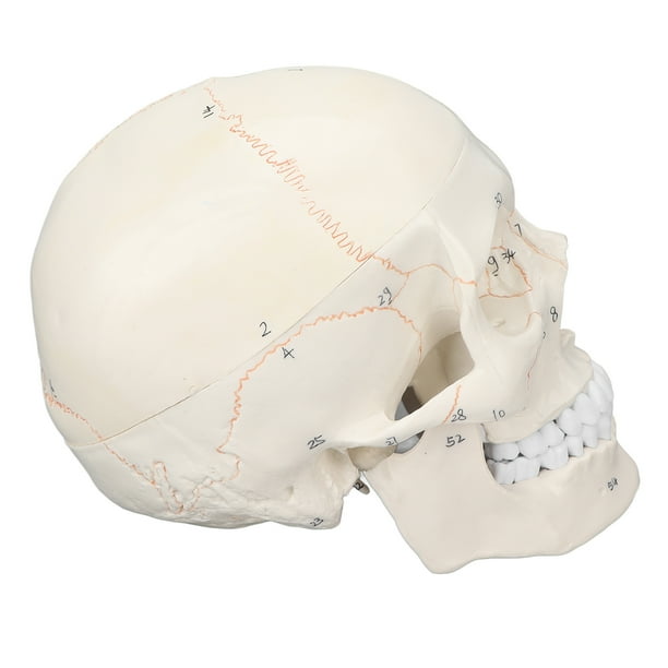 Human Skull Model,Skull Model Life Size Skull Model Human Skull ...