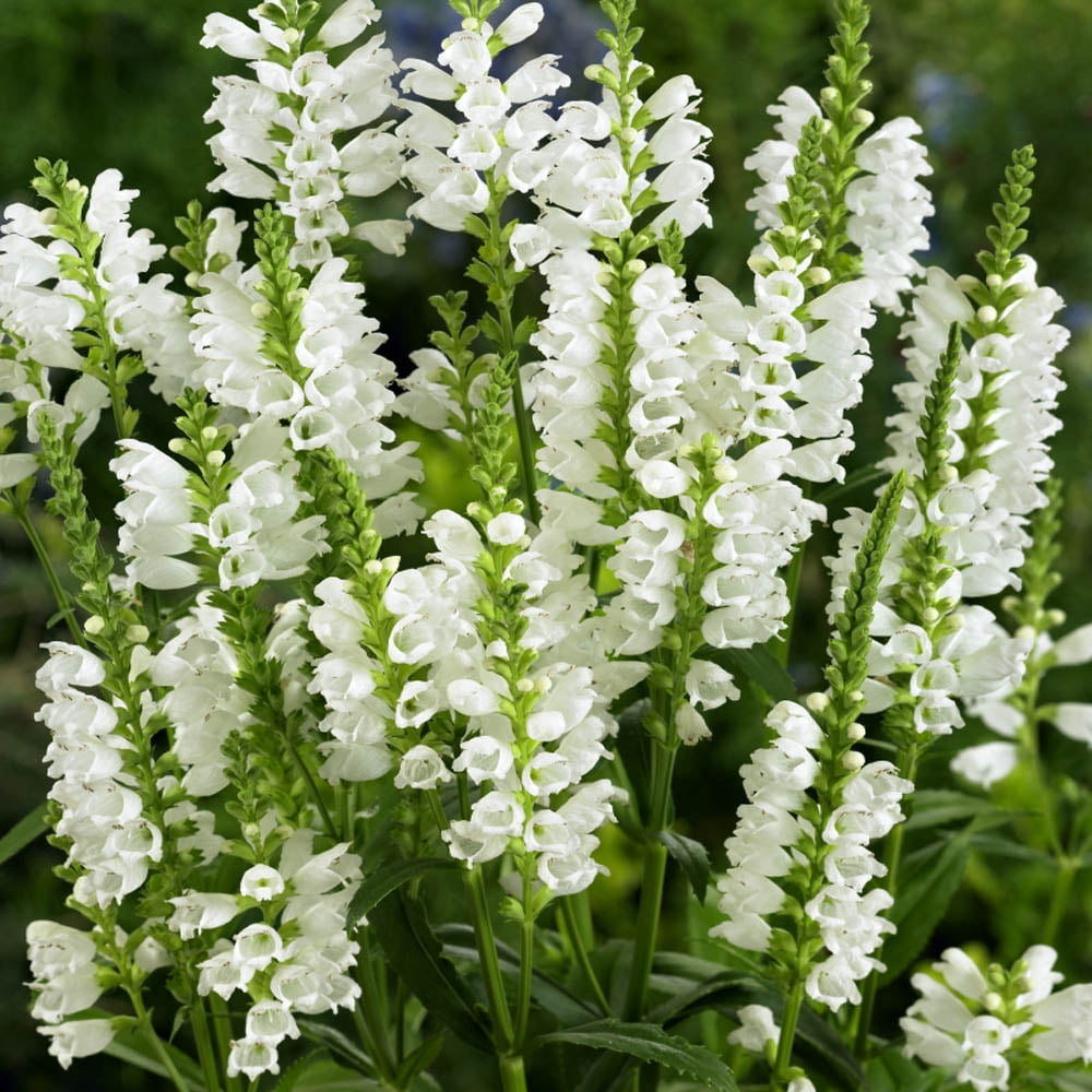 Obedient Plant White Flowers - 2000 Seeds - Walmart.com