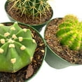 Barrel Cactus Assortment, 4 inch Set of 3, Easter Lily, Lemon Barrel ...