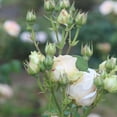 Heirloom Roses - Apricot Nectar Grandiflora Rose Bush - Fragrant Rose ...