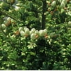 Blue Douglas Fir Seeds for Planting | 20+ Seeds | Grow Evergreen Trees ...
