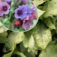 Pulmonaria 'Silver Bouquet' -Lungwort- Live Starter Plant - Walmart.com