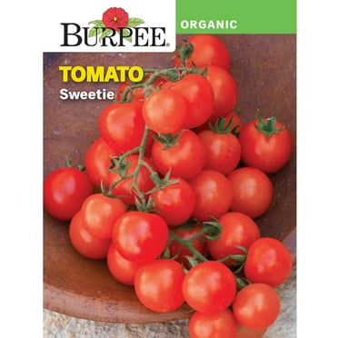Burpee Organic Sweet Basil Herb Seed, 1-Pack - Walmart.com