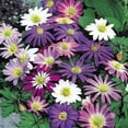 CZ Grain, Anemone Windflower Bulbs, 10 Bulbs, Colorful Spring Flowers ...