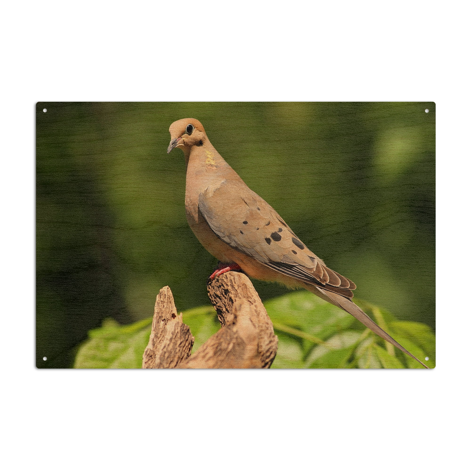 Mourning Dove Birch Wood Wall Sign (6x9 Rustic Home Decor, Ready to ...