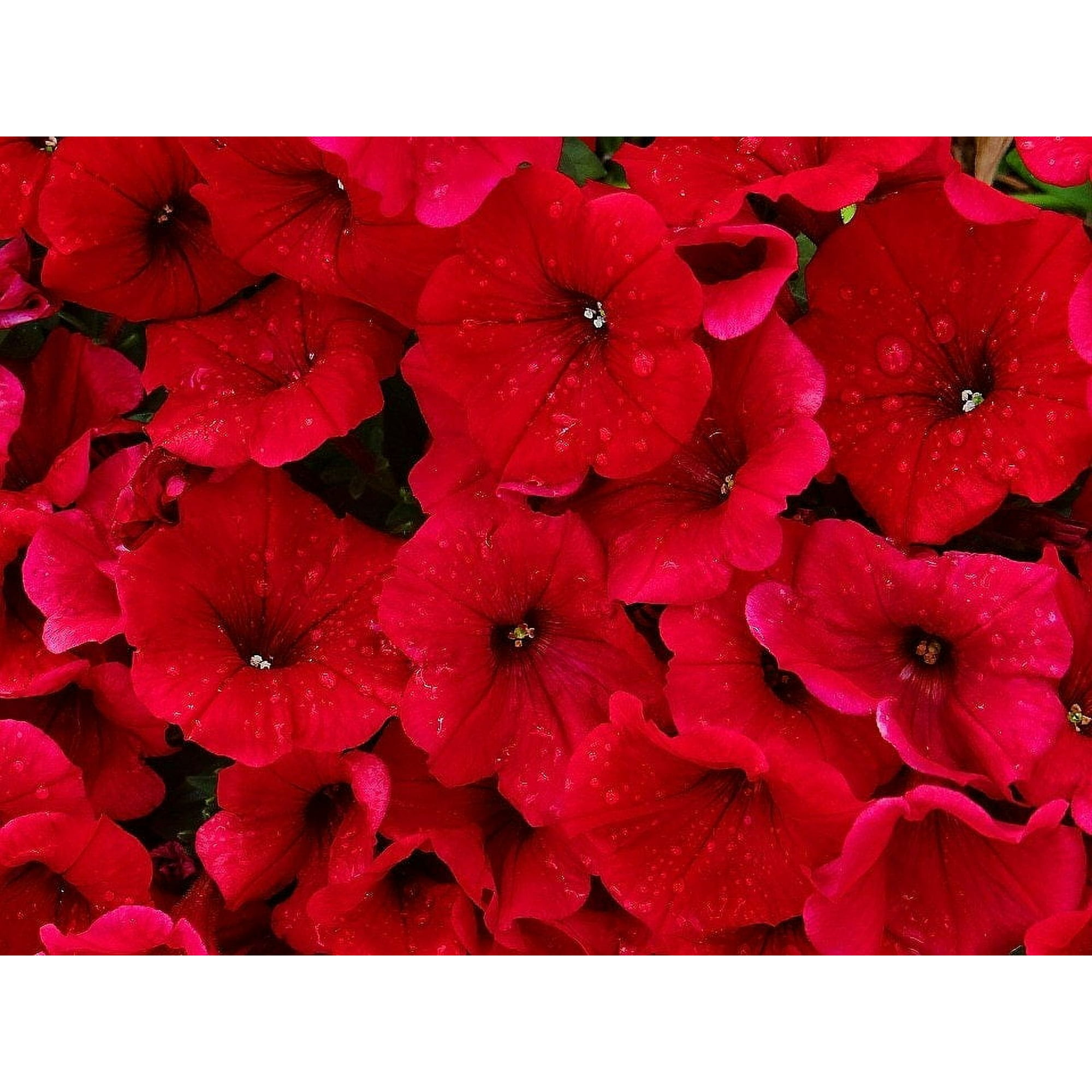 Click here for Seedville Usa 500 Fire Chief Red Petunia Nana Comp... prices