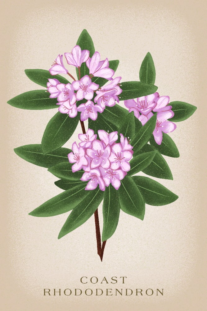 Coast Rhododendron, Vintage Flora (16x24 Giclee Gallery Art Print ...