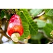 St. John's Bread Tree Seeds for Planting (10 Seeds) - Ceratonia Siliqua ...