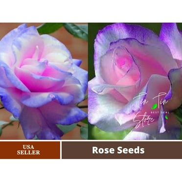 30 Rare Blue Climbing Rose Bush Seeds, Authentic Mix Seeds for Planting ...