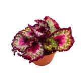 Harmony's Gator Tail Begonia Rex 4 inch Purple Gray Green Jagged Long ...