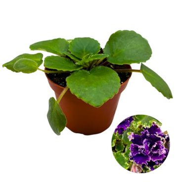 Harmony Foliage Hawaiian Pearl African Violet Saintpaulia 4 inch ...