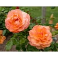 Arborose® Tangerine Skies Climbing Rose Bush - Fragrant - Bare Root ...