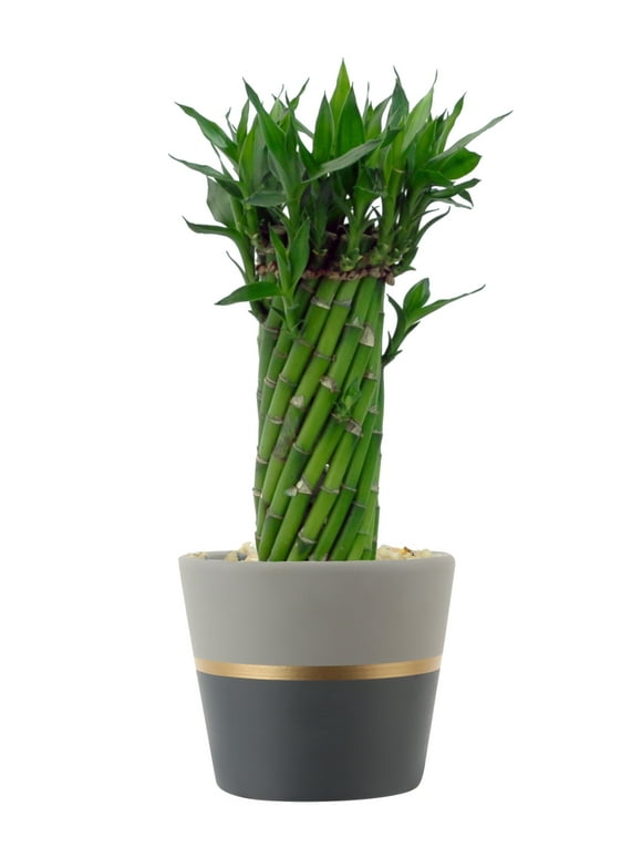 Costa Farms in Indoor Plants - Walmart.com