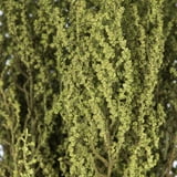 Vickerman 14-18" Oasis Green Stoebe Bundle, Preserved - Walmart.com