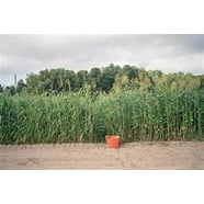 WGF Sorghum Seed - 10 Lbs. - Walmart.com