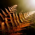 1 gal Autumn Live Fern Plant - Walmart.com