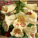6000 Apricot Foxglove Seeds Digitalis Dalmatian Dwarf Beauty Faerie ...