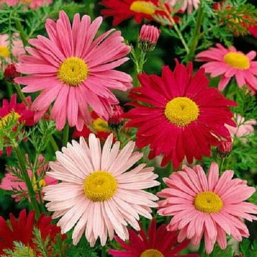 250 GOLDEN MARGUERITE DAISY Dyer's Yellow Chamomile Anthemis Tinctoria ...