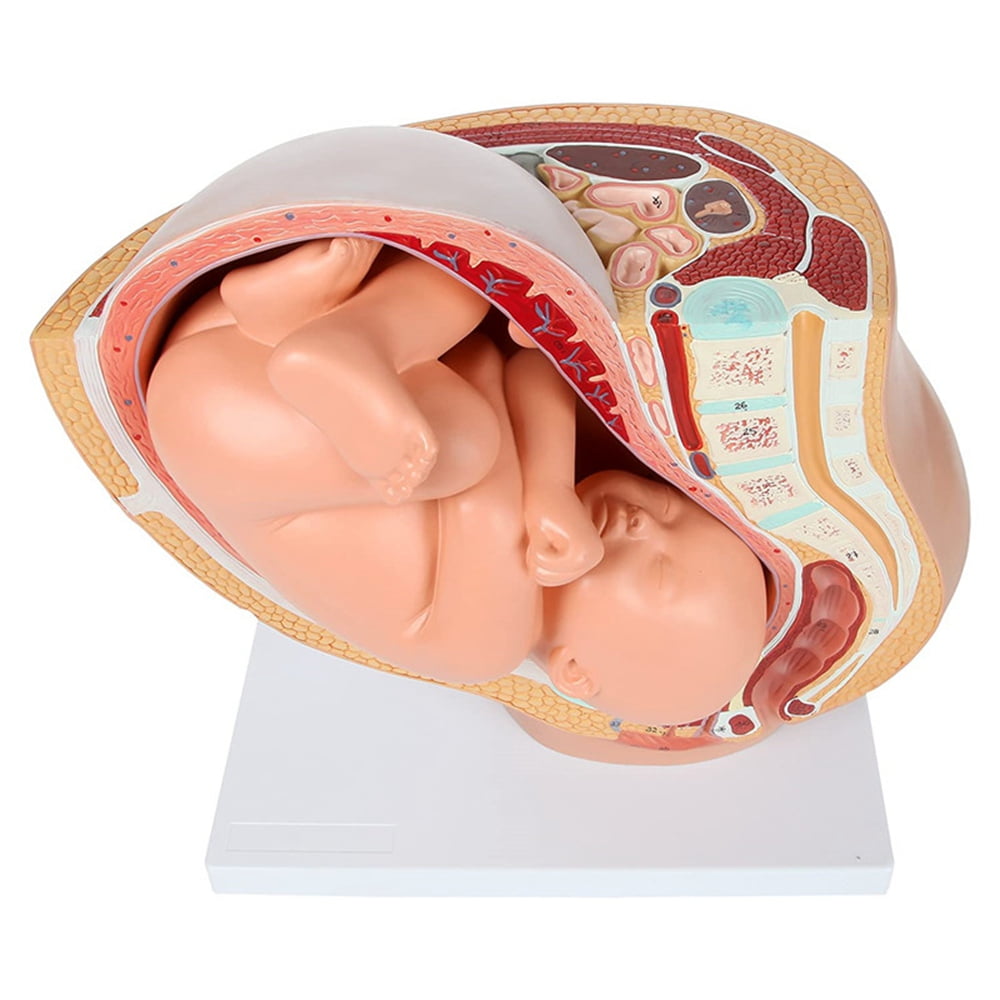 Click here for Geloo Human Pregnancy Fetal Development 9th Month... prices